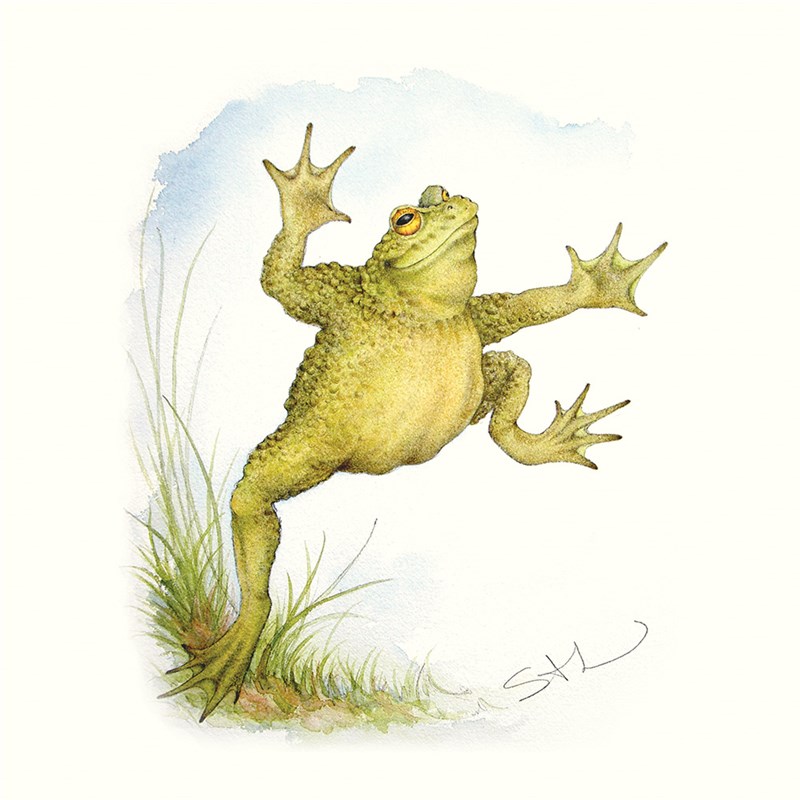 jumping toad